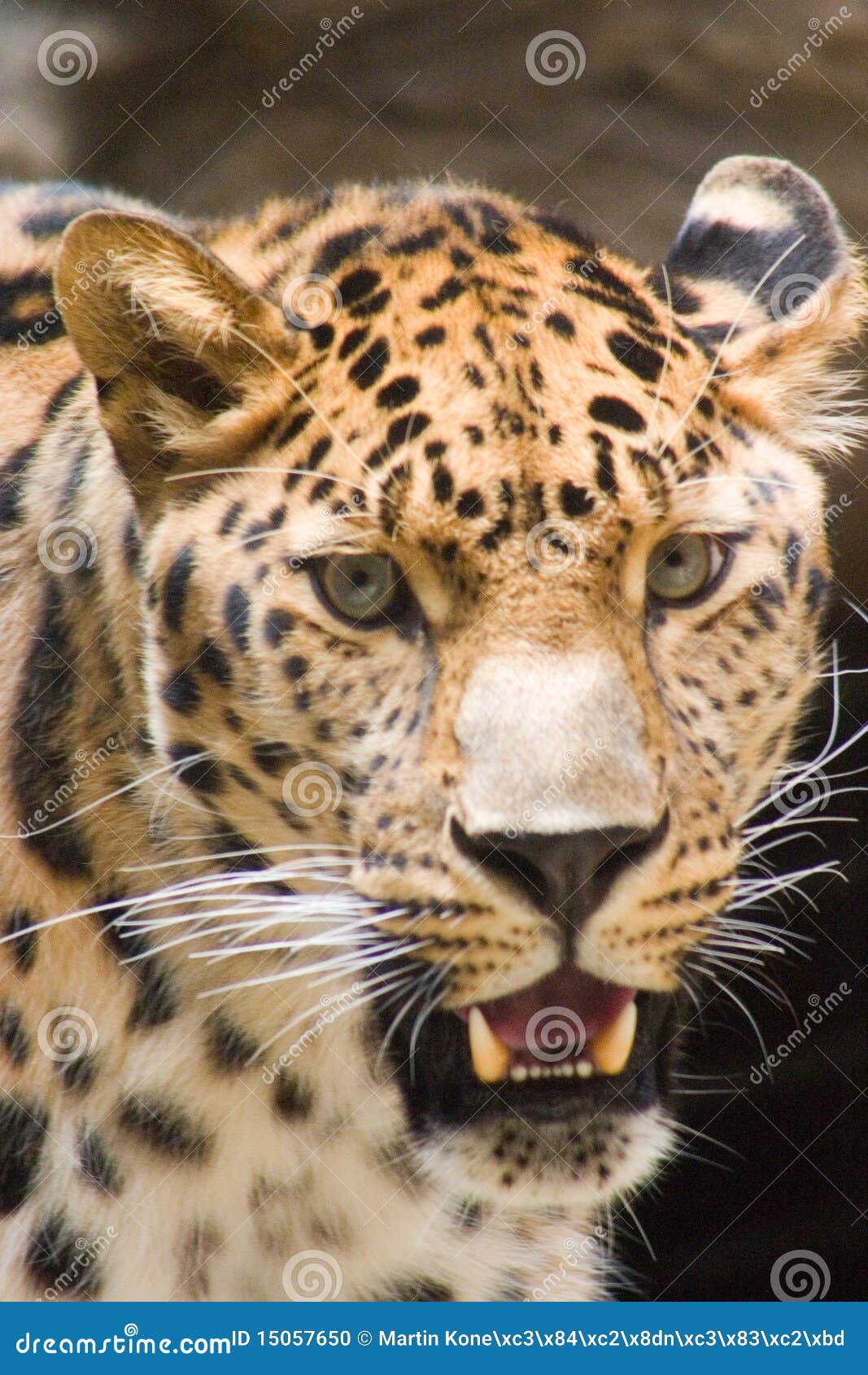 Leopard stock photo. Image of predator, list, model, noise - 15057650