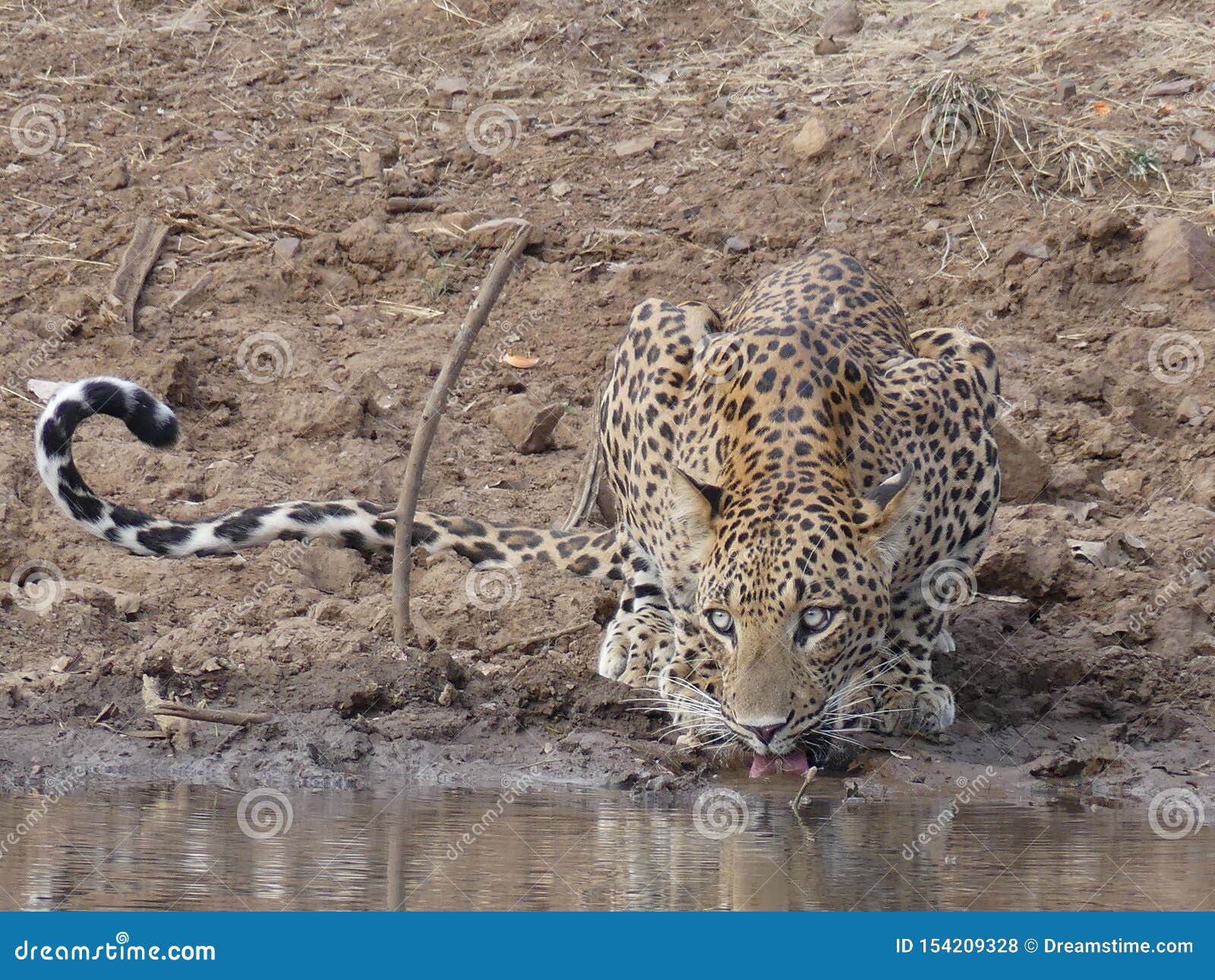 Leopard Drinking Water, Its Very Rare in Tiger County! Stock Photo ...