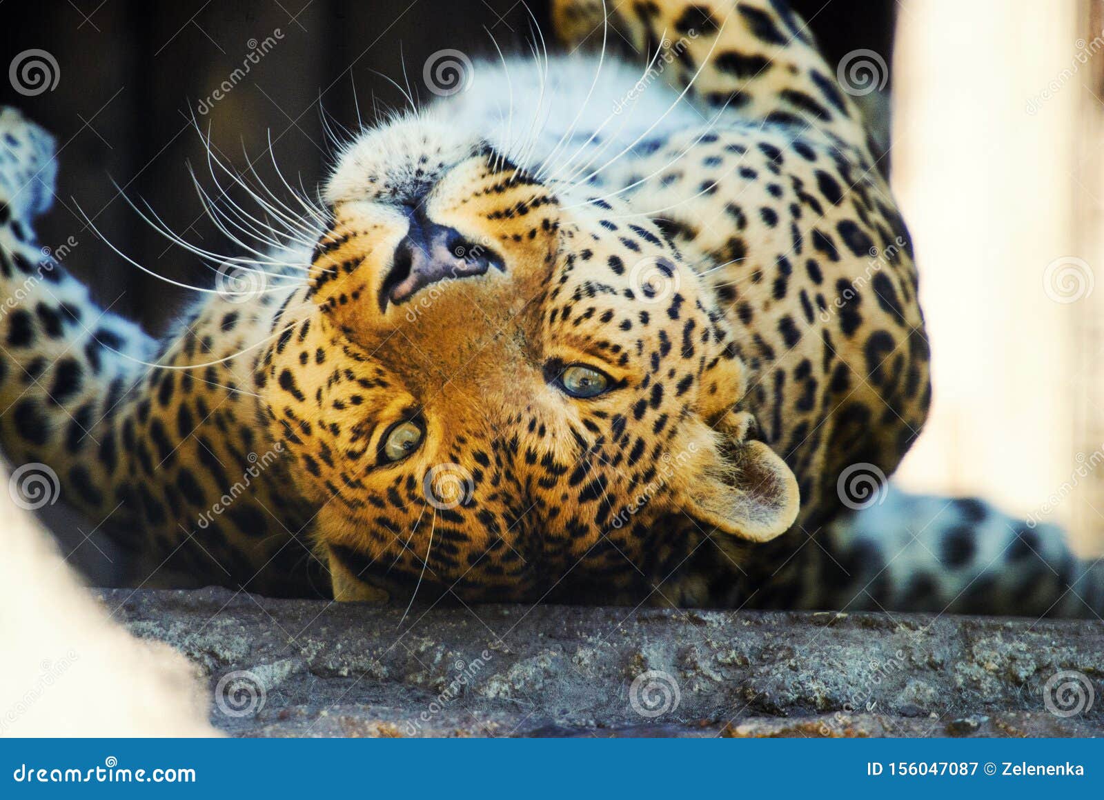 Leopard stock image. Image of national, closeup, fast - 156047087