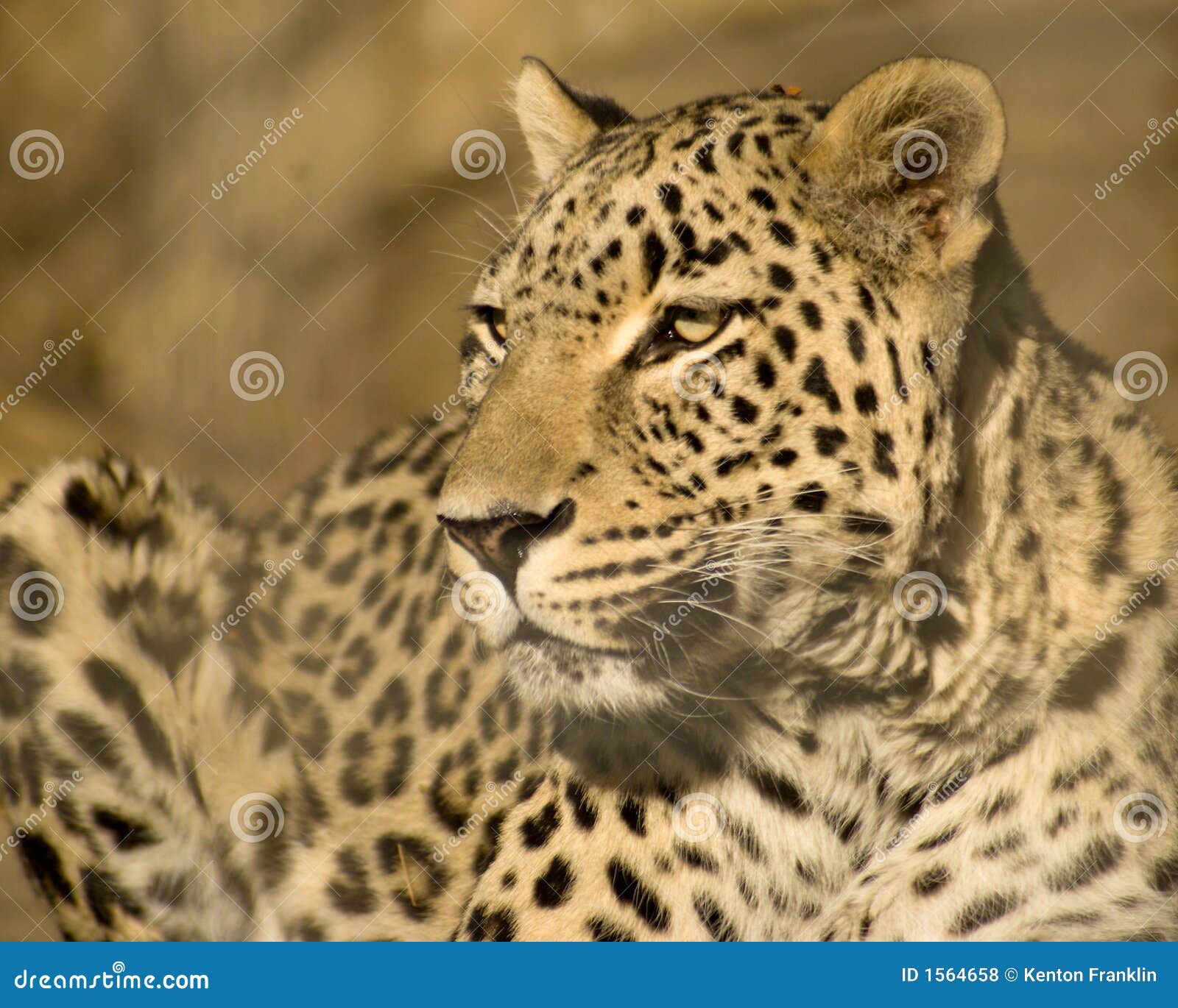 Leopard stock photo. Image of light, african, africa, leopard - 1564658