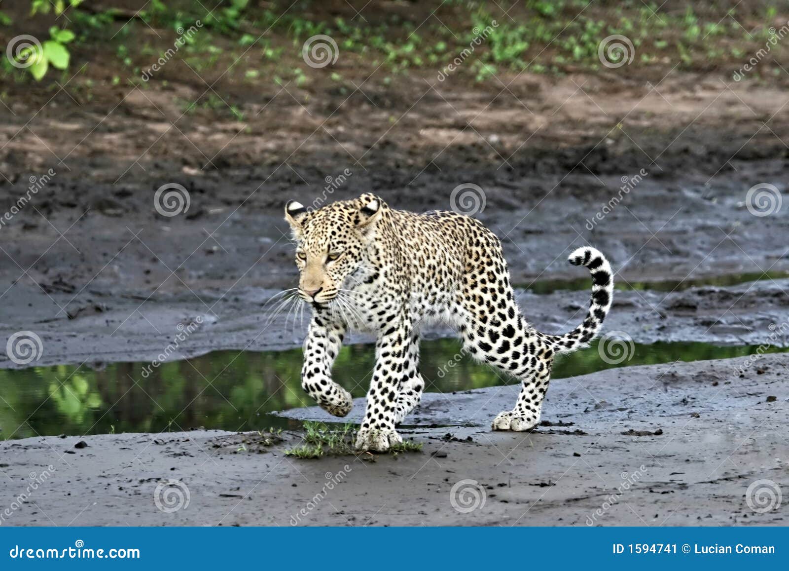 Leopard stock image. Image of delta, carnivore, fast, furry - 1594741