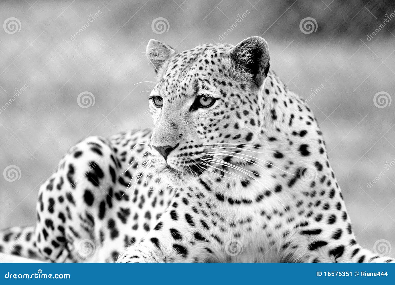 Leopard Stock Image | CartoonDealer.com #16576351