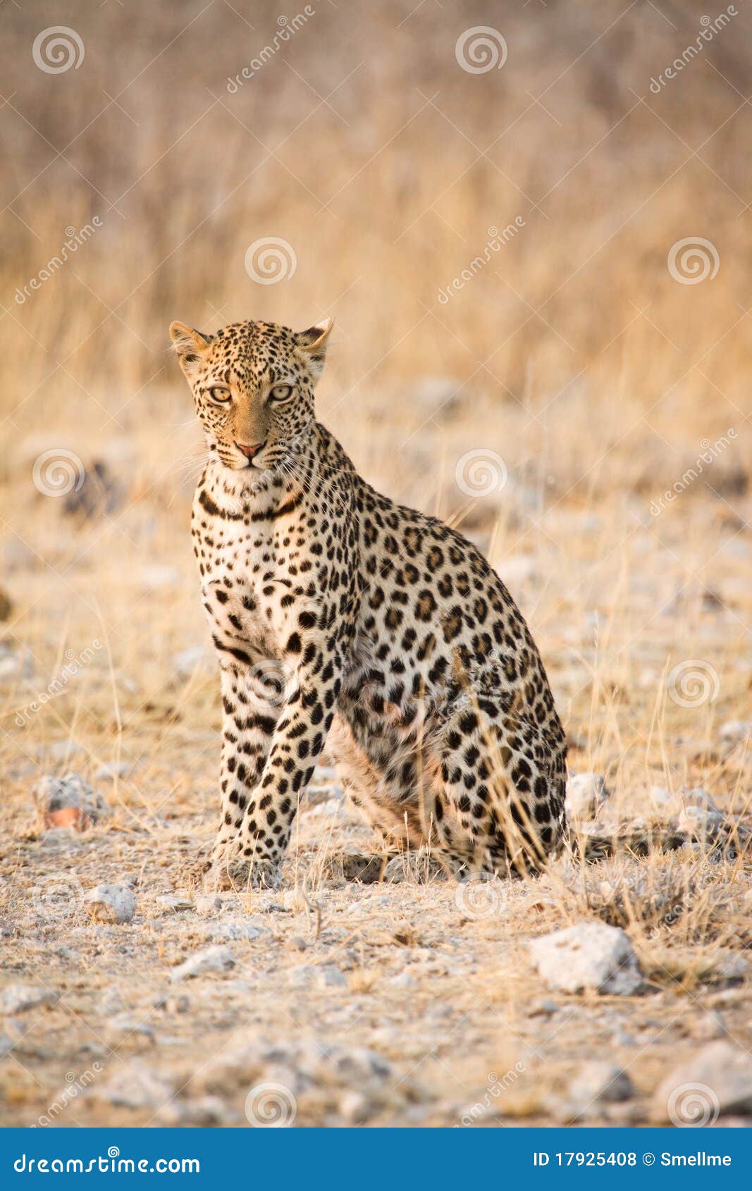 Leopard stock photo. Image of hunt, adventure, etosha - 17925408