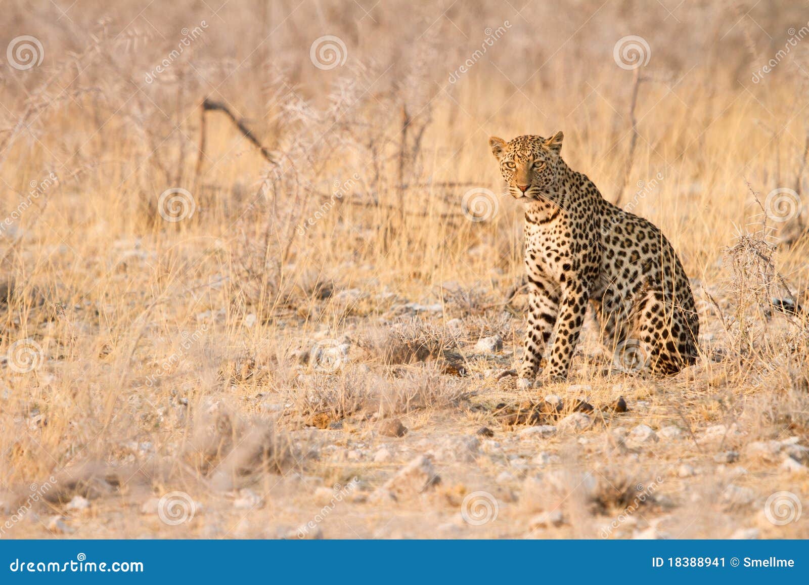Leopard stock image. Image of feline, adventure, namibia - 18388941
