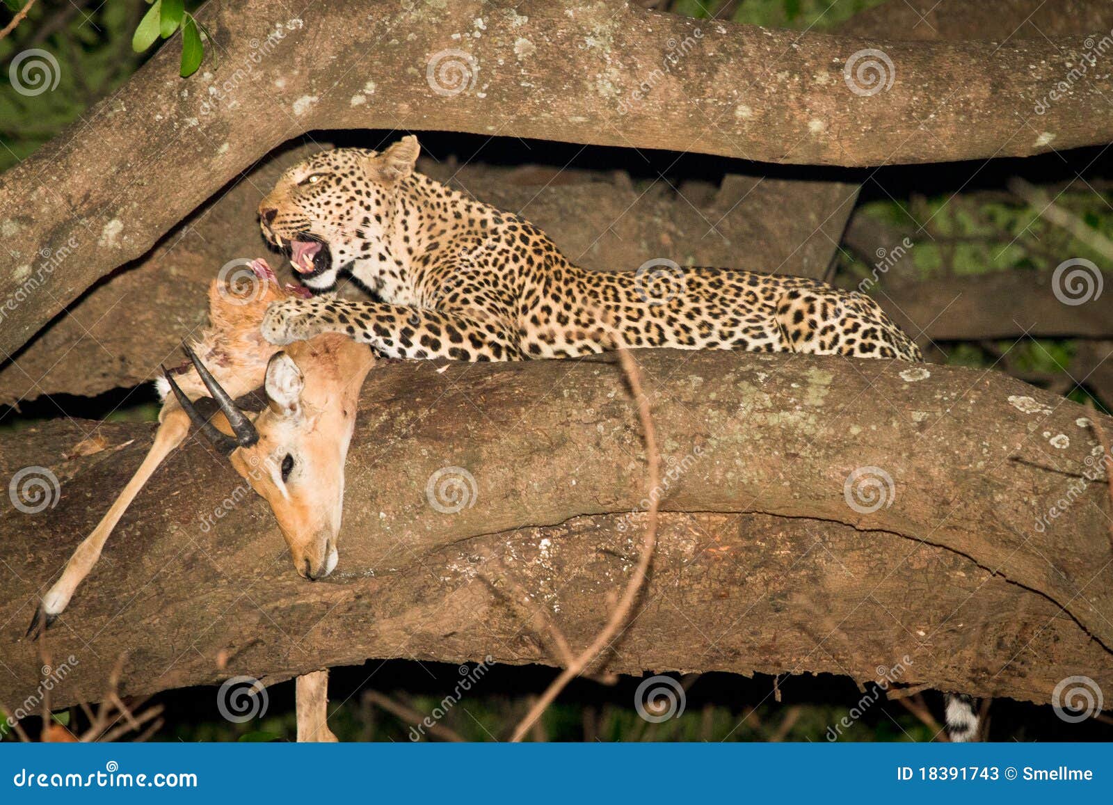 Leopard stock image. Image of feline, blood, gazelle - 18391743