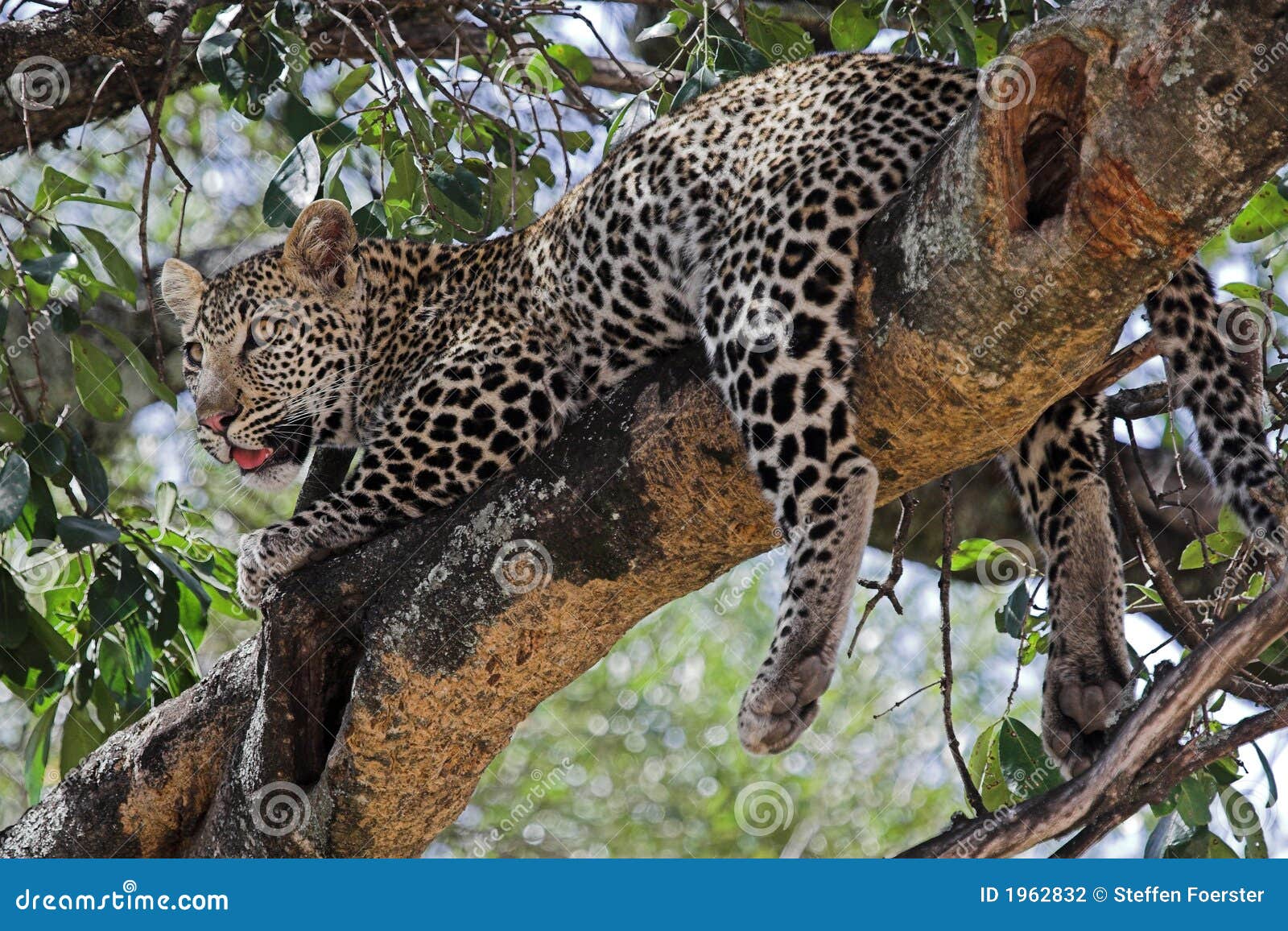 Leopard stock photo. Image of perch, safari, strength - 1962832