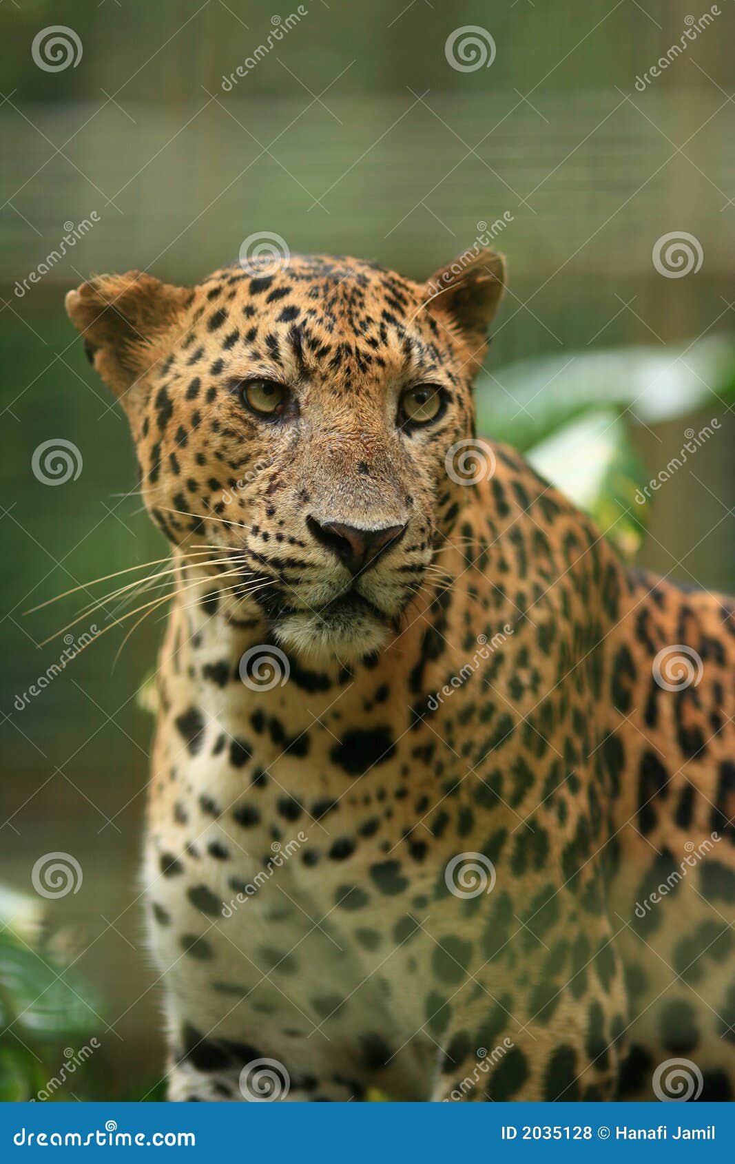 Leopard stock photo. Image of mammal, cheetah, leopard - 2035128