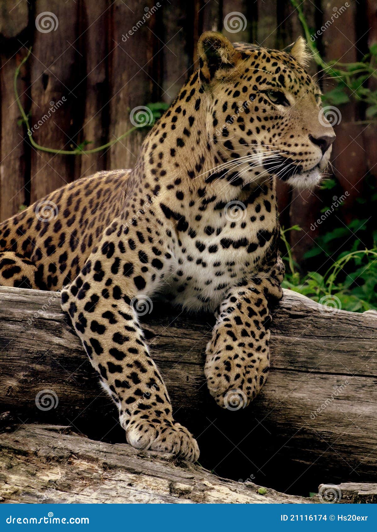 Leopard stock photo. Image of nature, reptile, beast - 21116174