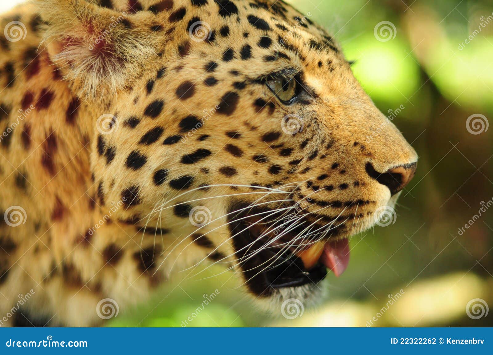 Leopard stock photo. Image of portrait, male, wild, leopard - 22322262