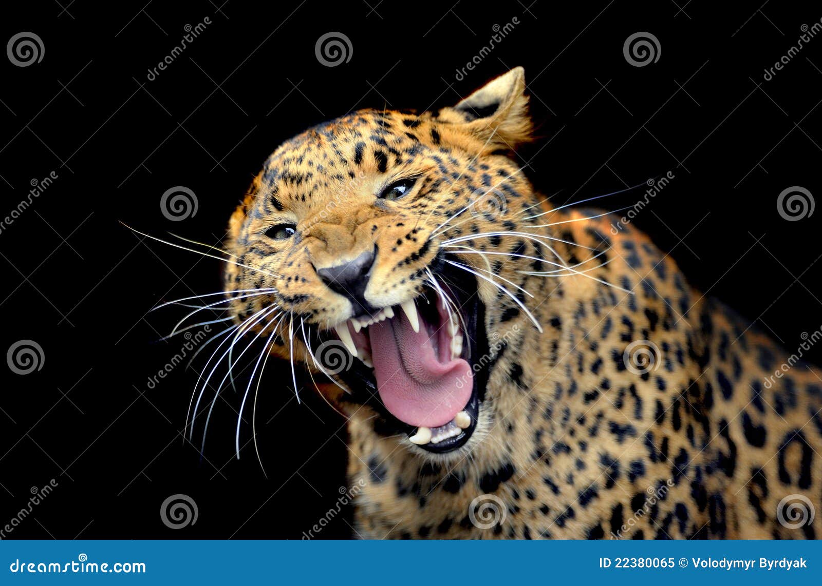 Leopard stock image. Image of danger, close, beast, africa - 22380065