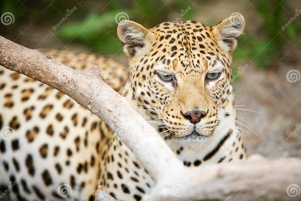 Leopard stock image. Image of dotted, mammal, nature - 22584077