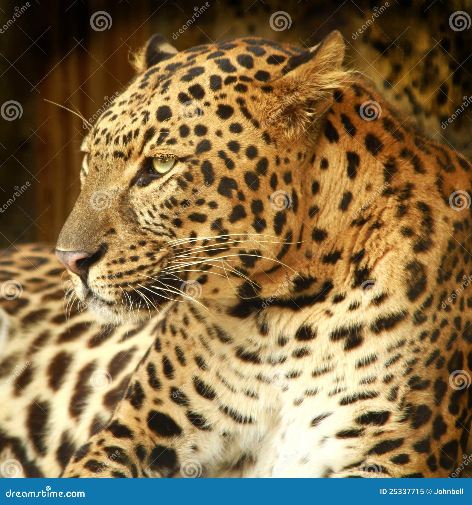 Leopard, stock image. Image of scary, dangerous, eyes - 25337715