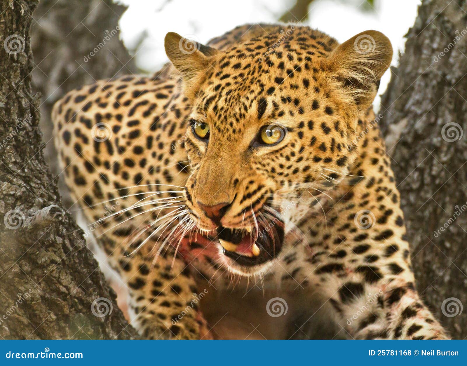 Leopard stock photo. Image of five, tourism, blood, photographic - 25781168