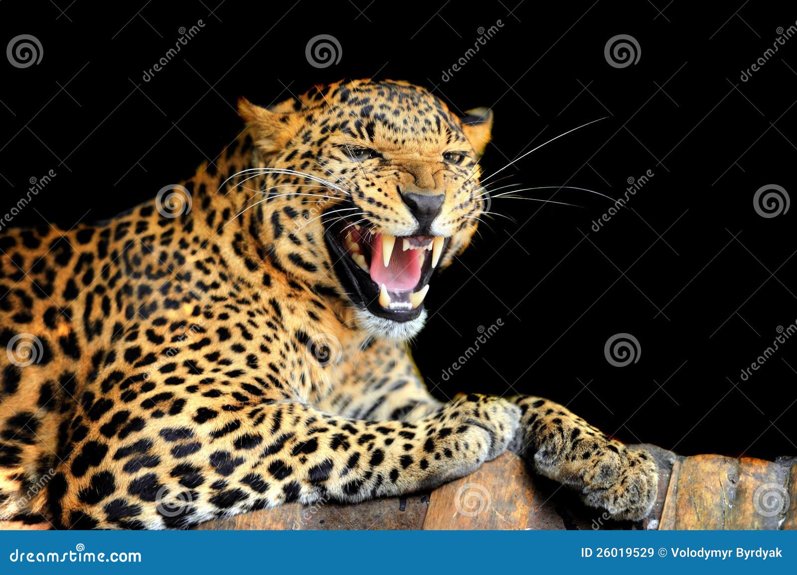 Leopard Roar Side