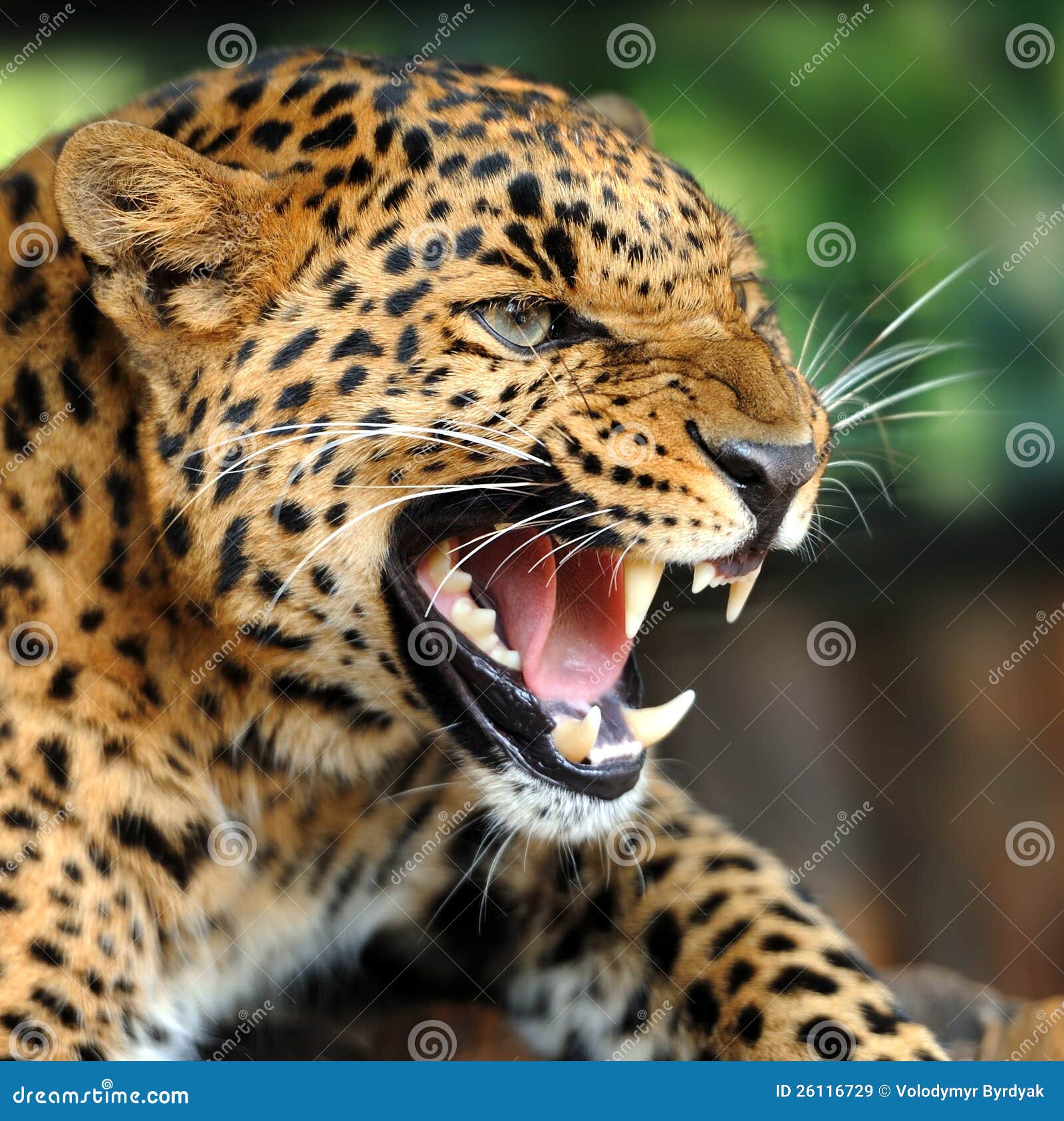 Leopard stock image. Image of furry, black, environment - 26116729
