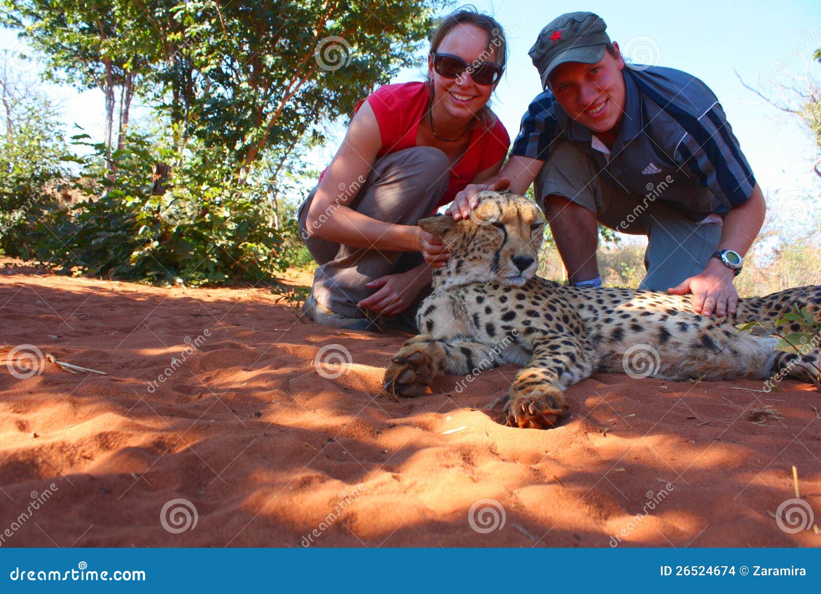 Leopard editorial stock image. Image of furry, jaguar - 26524674
