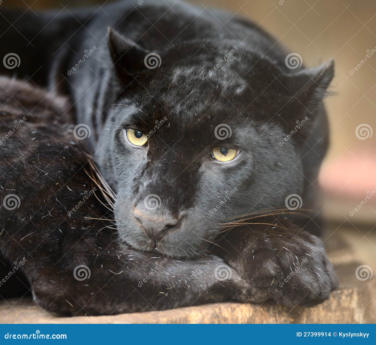 Leopard stock photo. Image of black, spotted, mammalian - 27399914