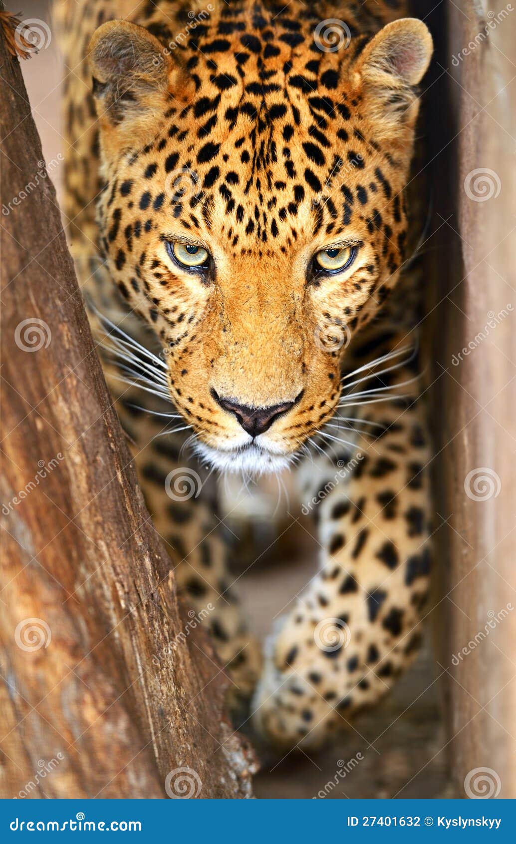 Leopard stock photo. Image of wilderness, predatory, proud - 27401632