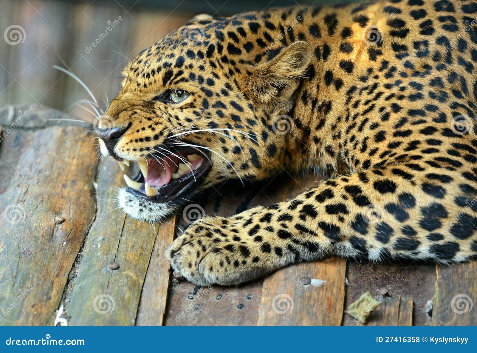 Leopard stock photo. Image of africa, portrait, proud - 27416358