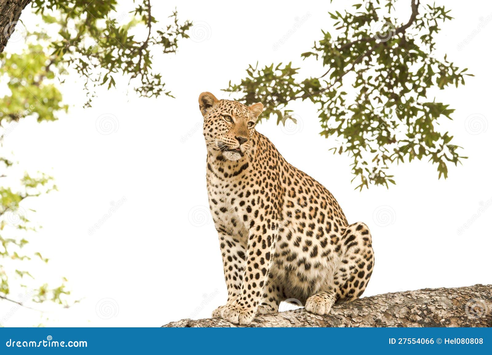 Leopard Sitting on Tree, Botswana, Africa Stock Photo - Image of nature ...