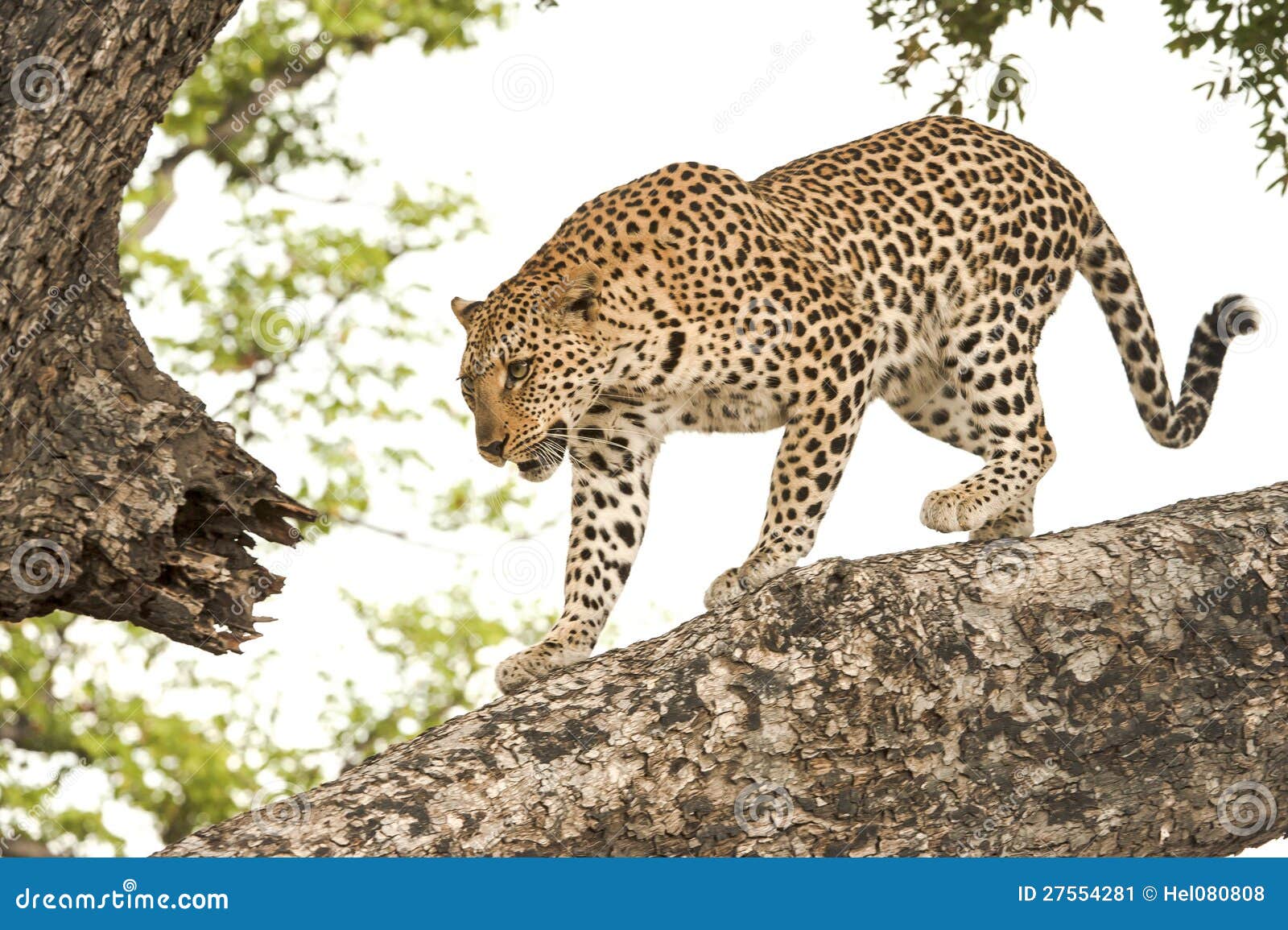 Leopard, Botswana, Africa. Wildlife, Leopard in Natural Habitat on Tree ...