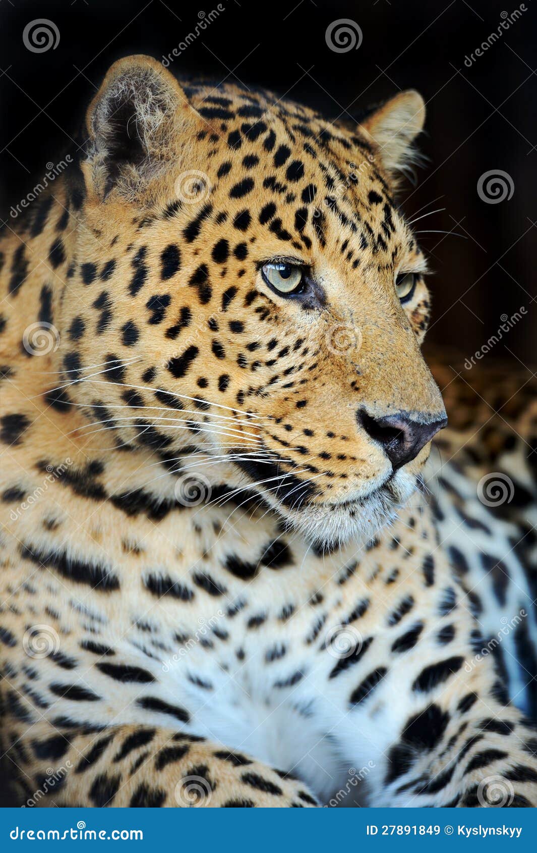 Leopard stock image. Image of furry, outdoors, environment - 27891849