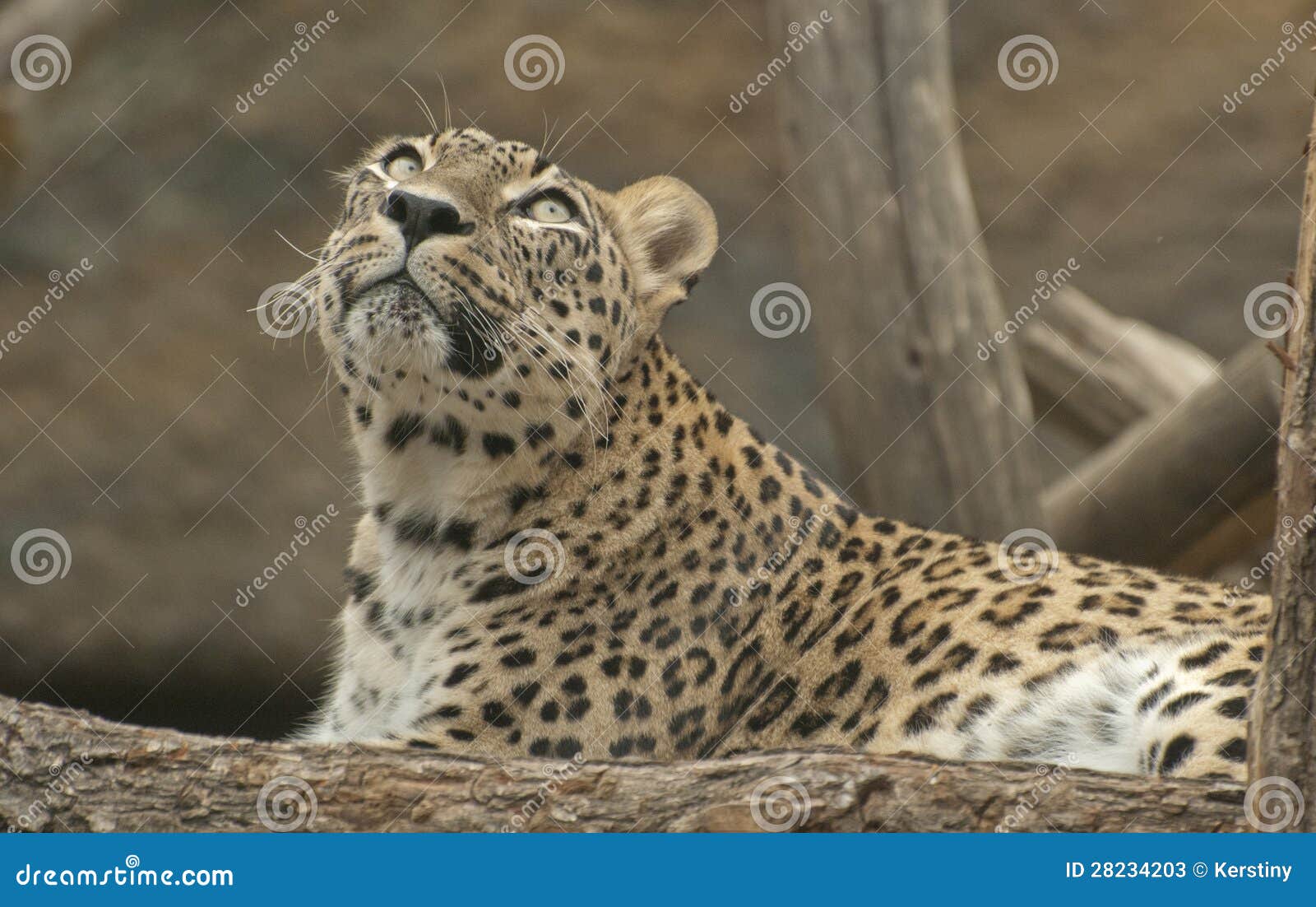 Leopard stock image. Image of unique, wild, animal, mammal - 28234203