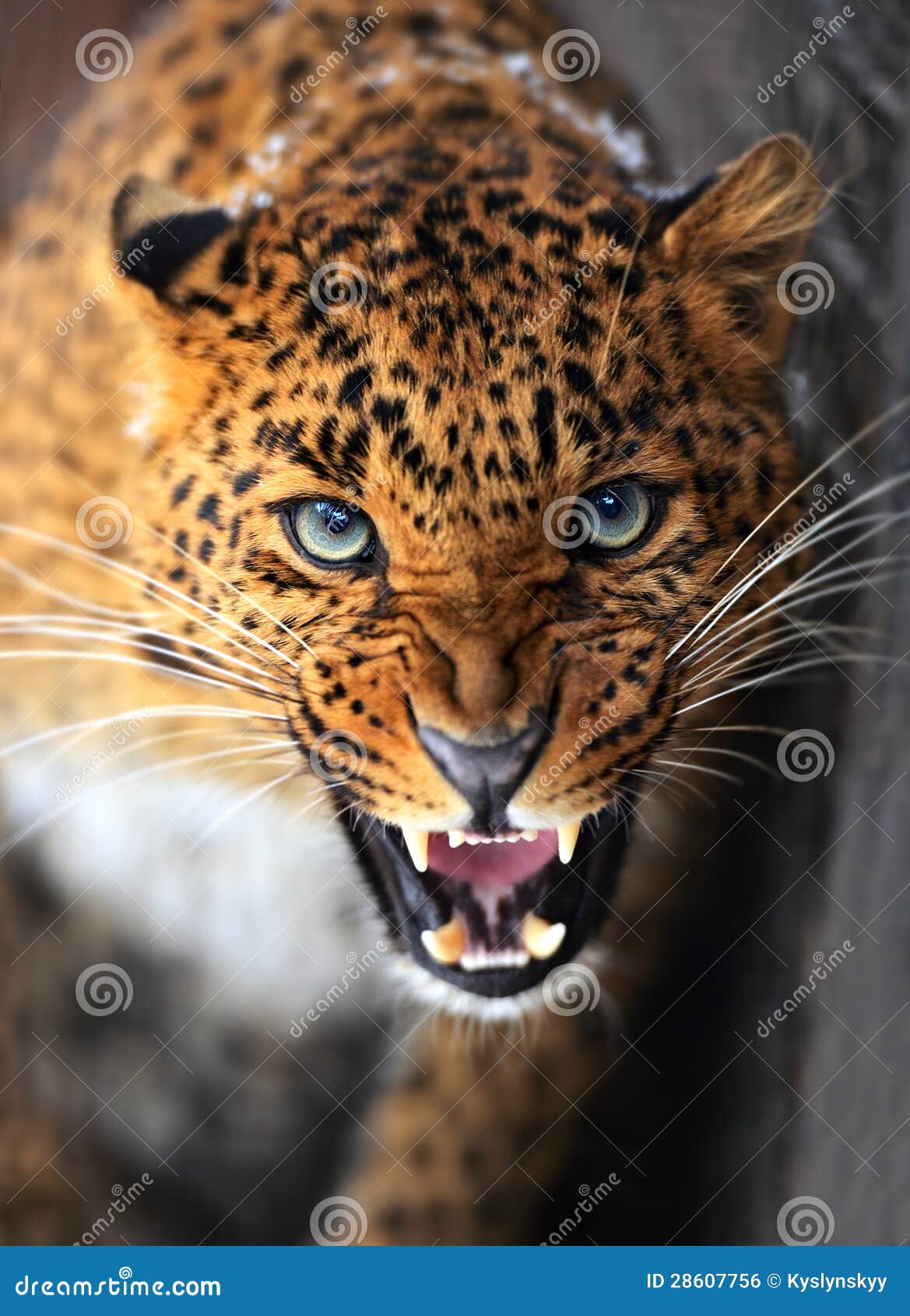 Leopard stock photo. Image of attentive, beasts, background - 28607756