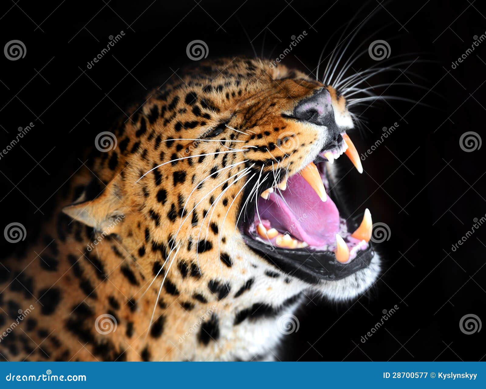 Leopard stock image. Image of teeth, muzzle, environment - 28700577