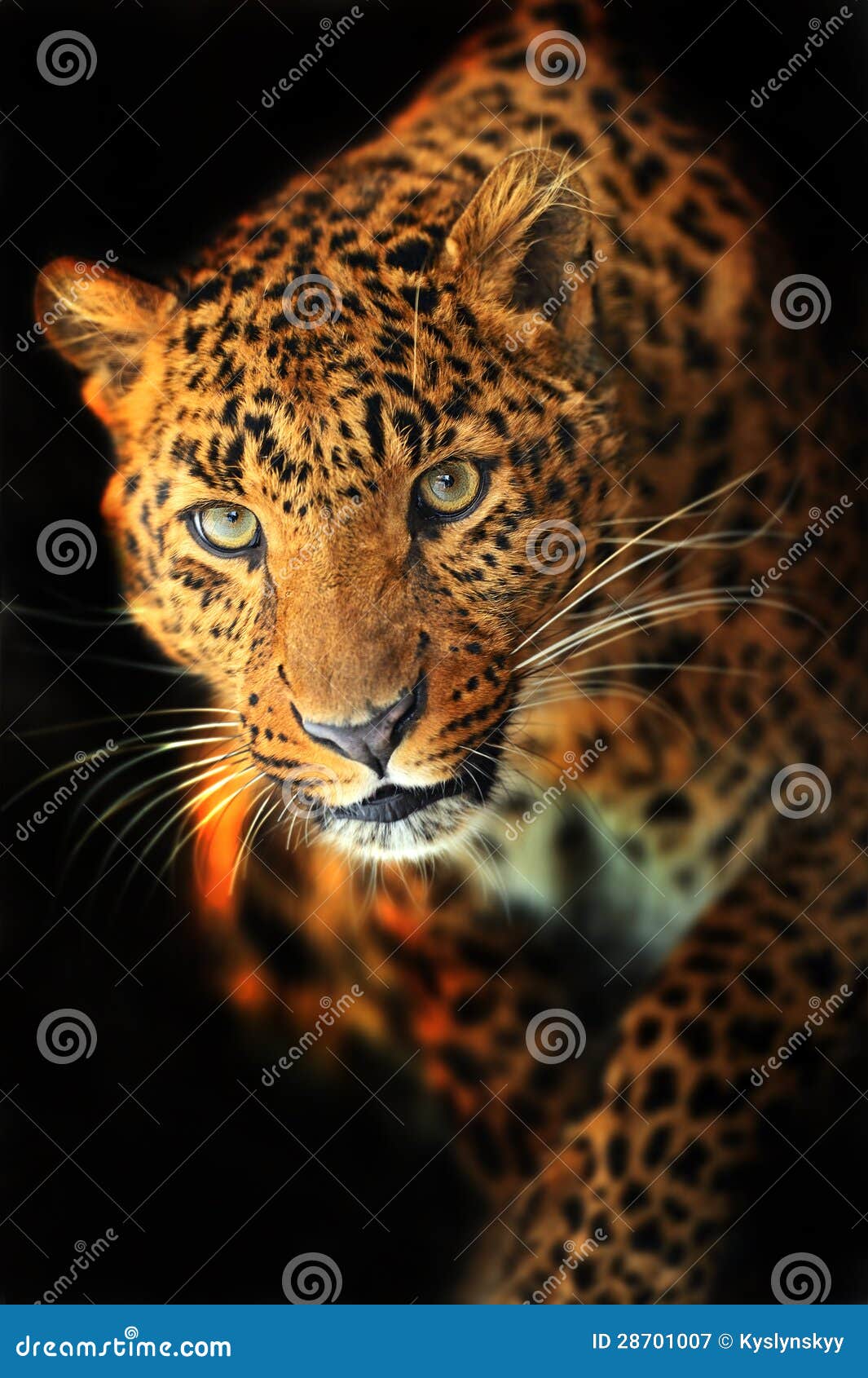 Leopard stock image. Image of mammal, proud, animals - 28701007