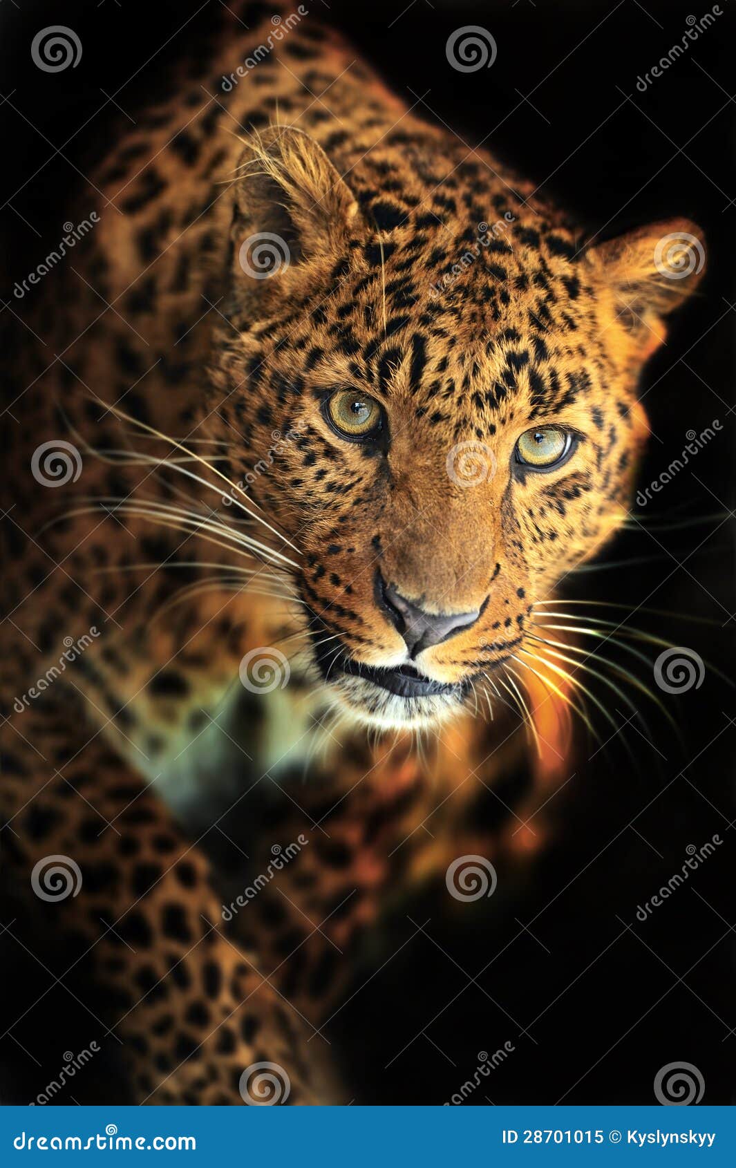 Leopard stock image. Image of beast, threatening, behavior - 28701015