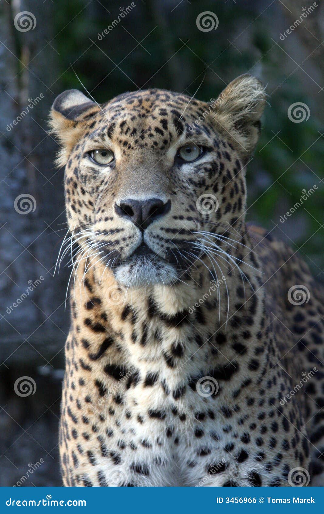 Leopard stock photo. Image of leopards, beast, raptor - 3456966