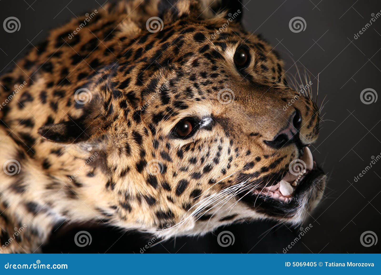 Leopard stock image. Image of roar, safari, leopard, species - 5069405