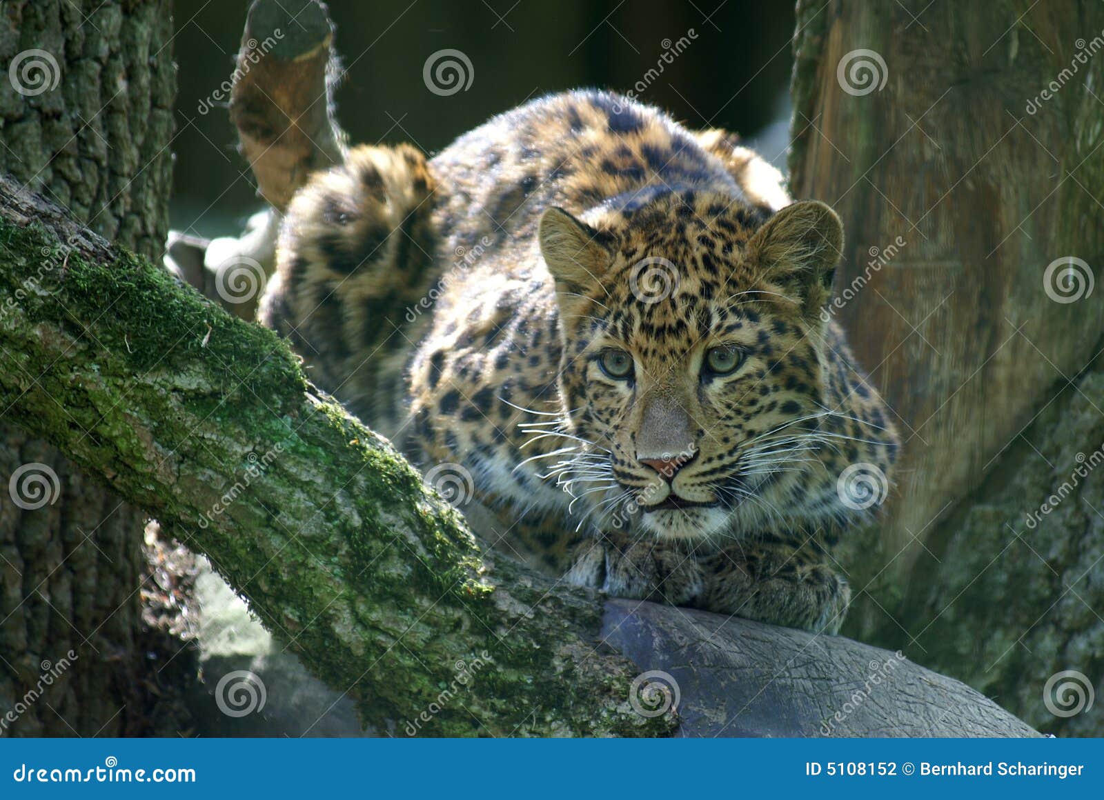 Leopard stock photo. Image of rest, enclosure, young, austria - 5108152