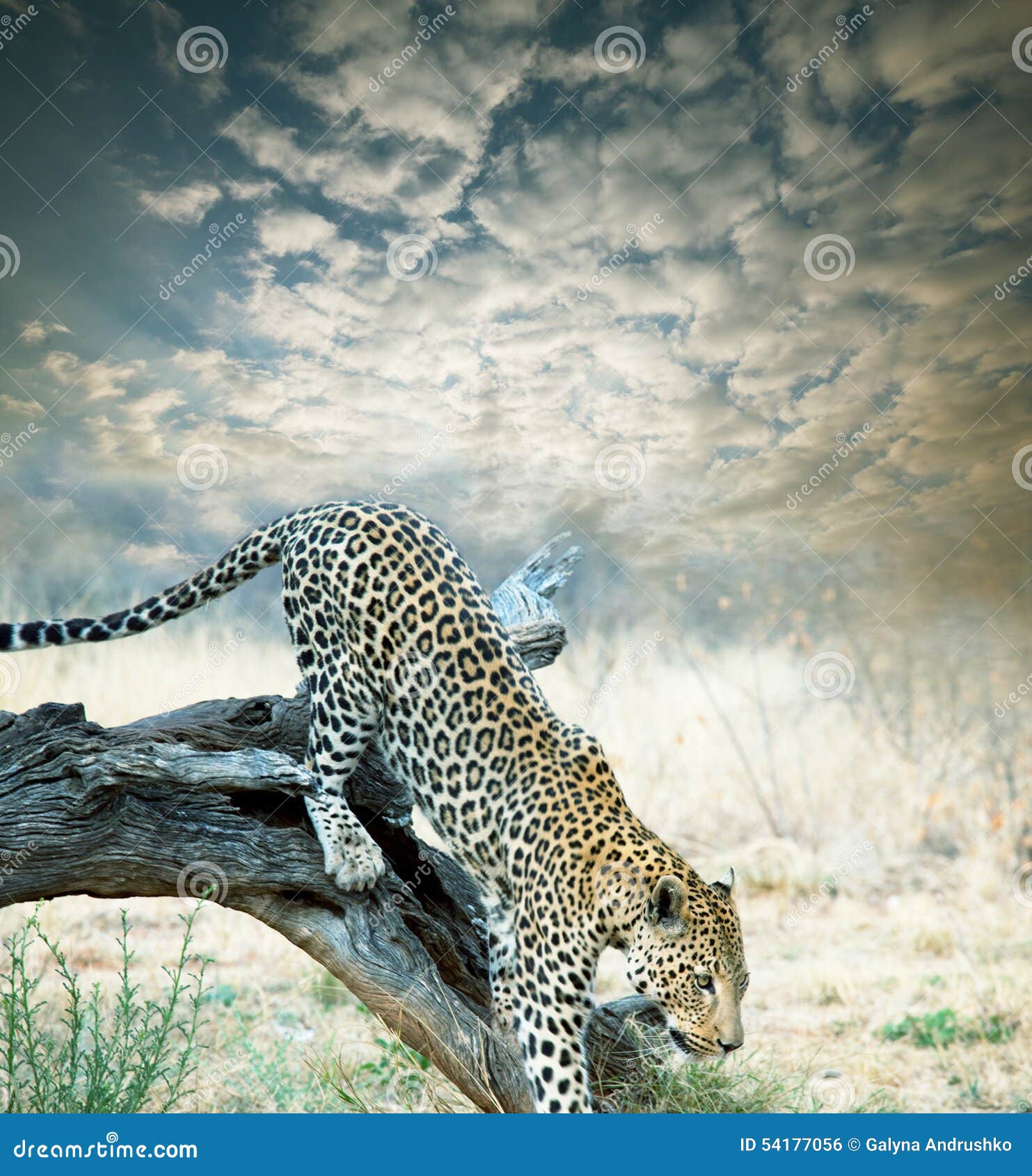 Leopard stock photo. Image of dotted, animal, africa - 54177056