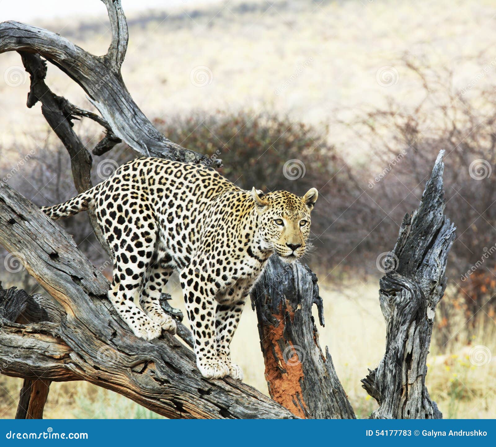 Leopard stock image. Image of safari, predatory, feline - 54177783