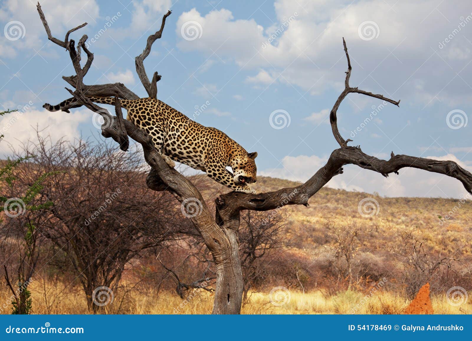 Leopard stock image. Image of mammal, dotted, natural - 54178469