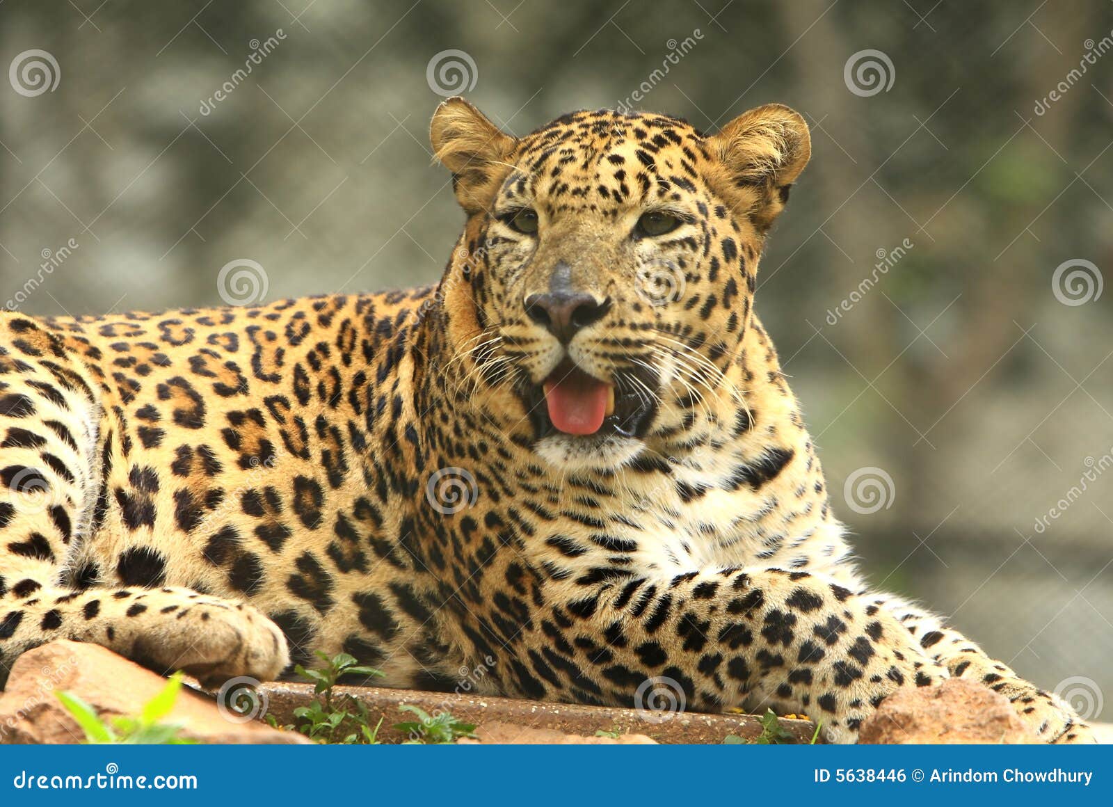 Leopard stock photo. Image of green, gigantic, hunter - 5638446