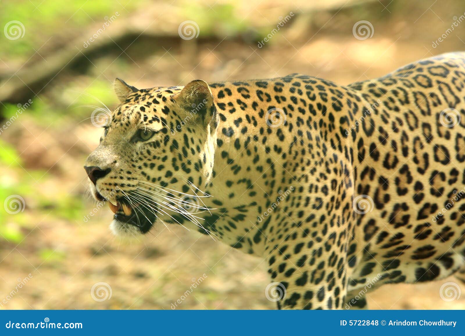 Leopard stock photo. Image of nature, leopard, hunt, beautiful - 5722848
