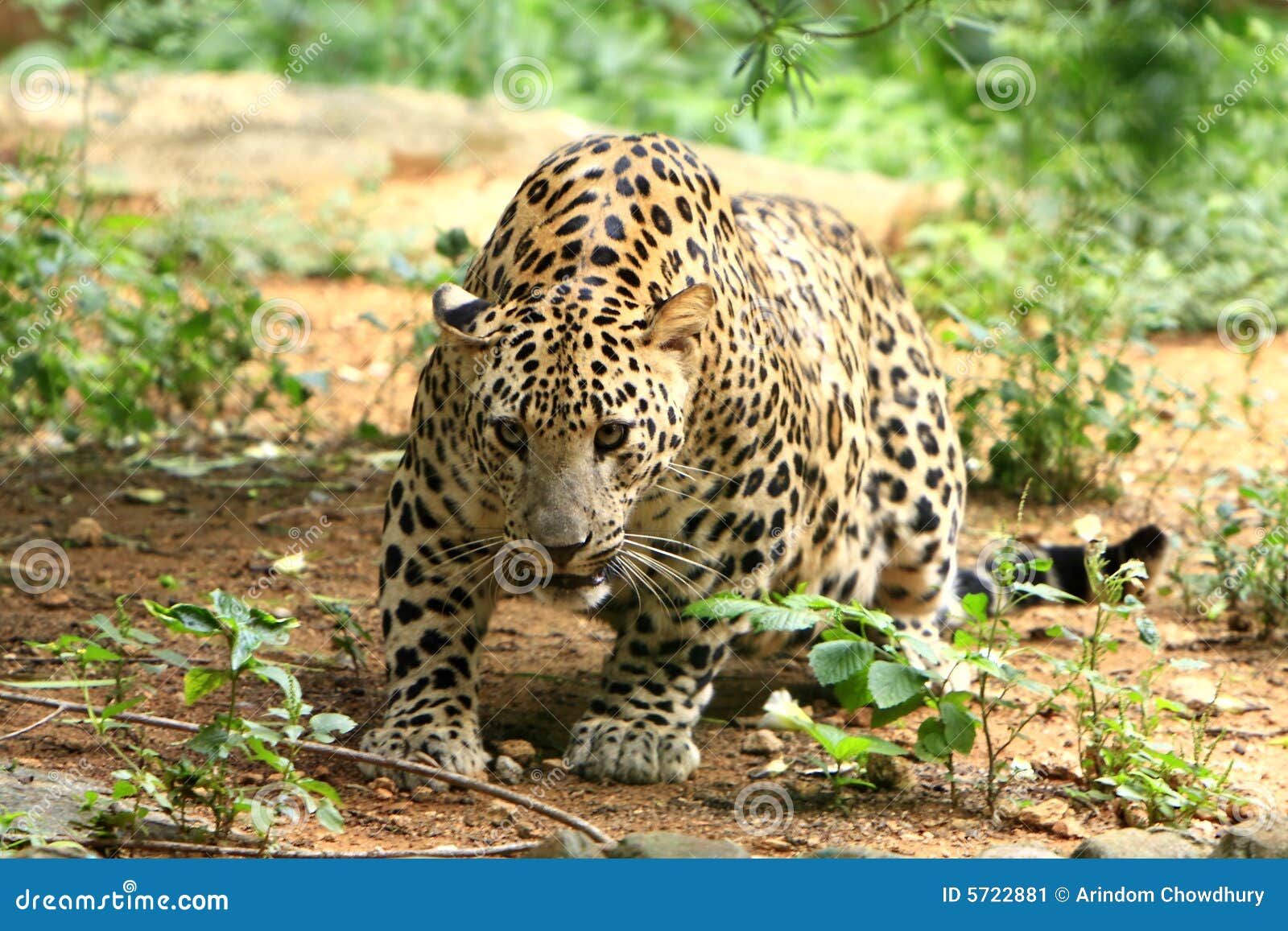 Leopard stock image. Image of dangerous, leopard, asian - 5722881