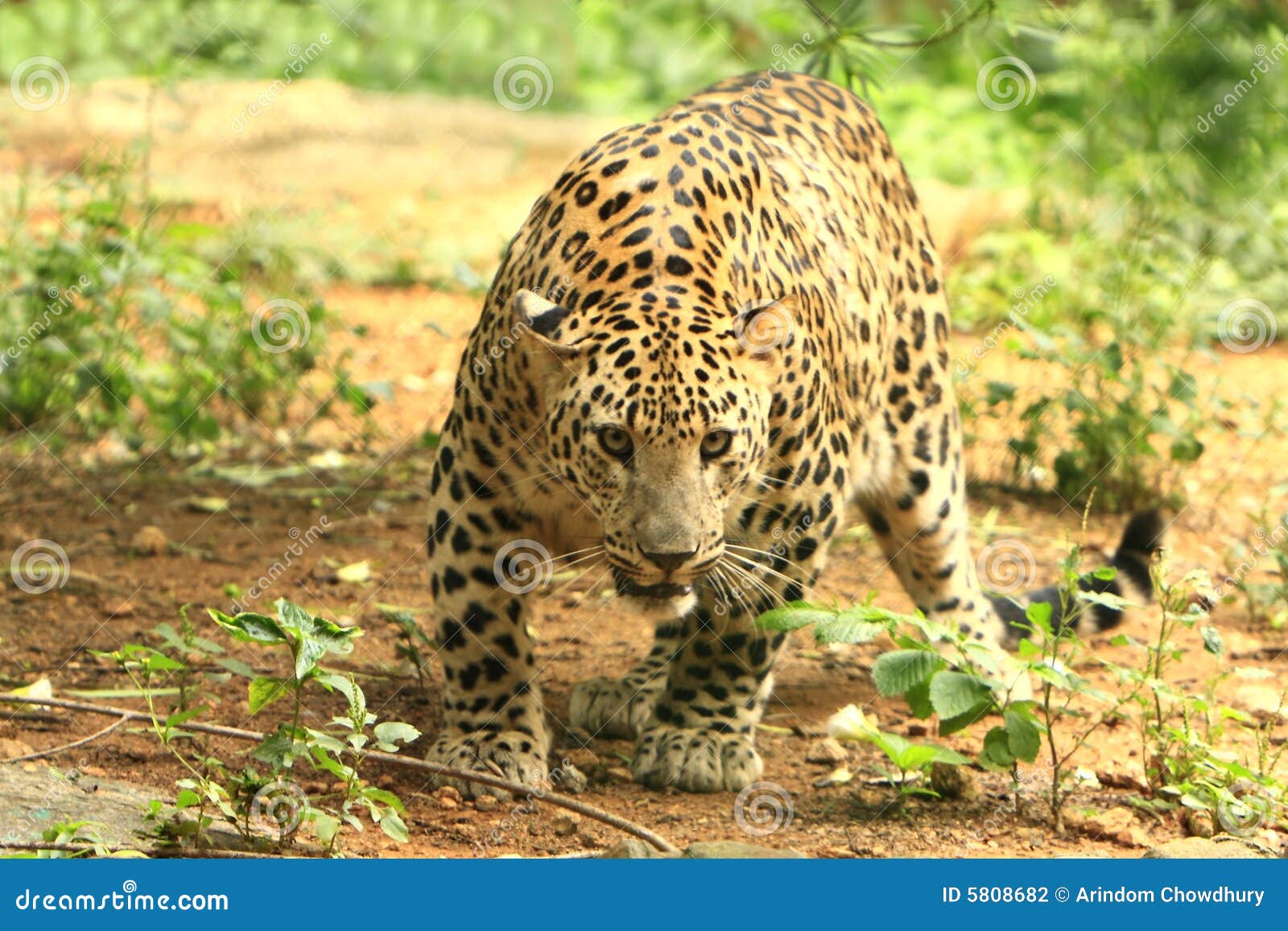 Leopard stock photo. Image of leopard, hunting, lovely - 5808682