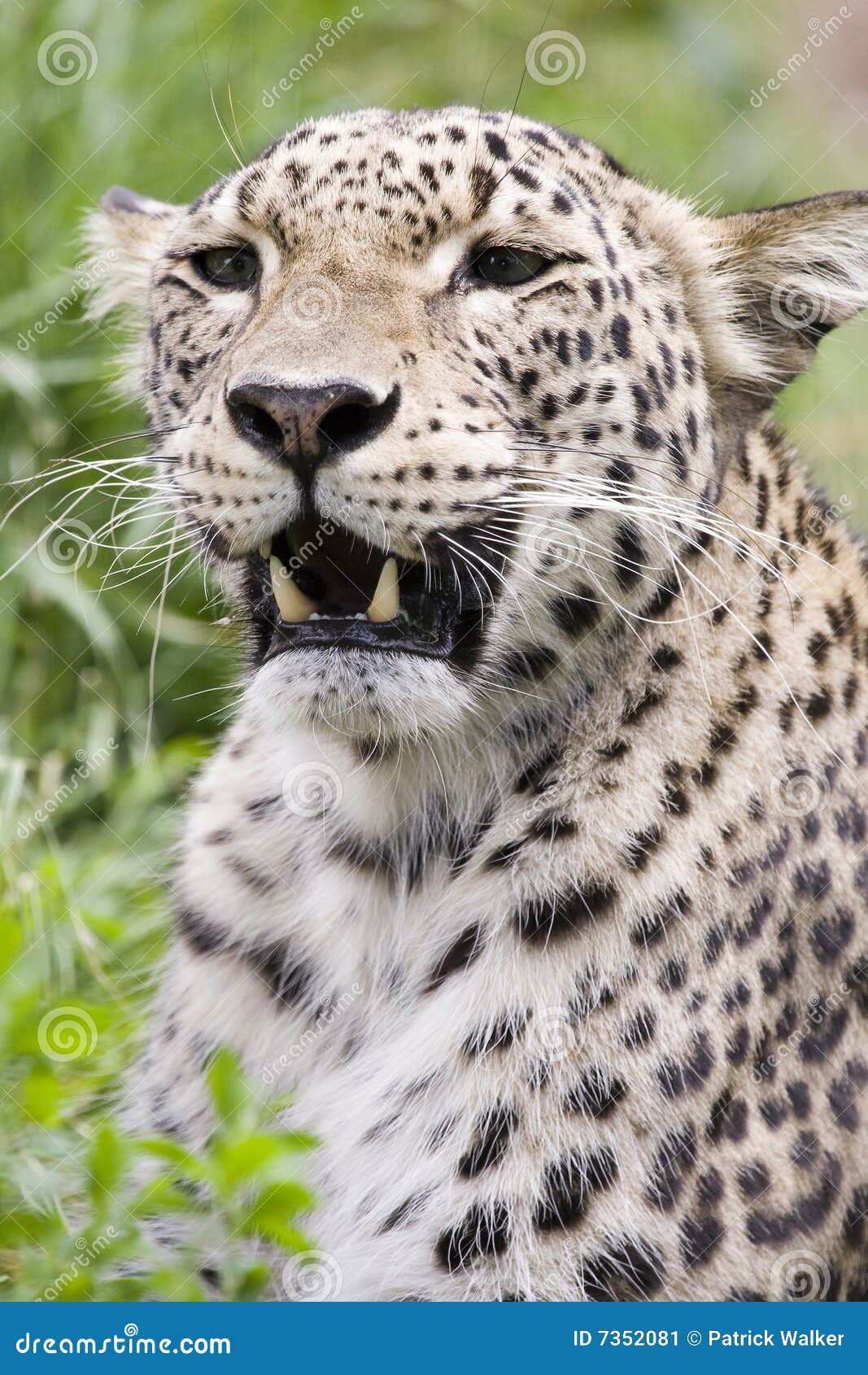 Leopard stock image. Image of 2008, project, stunning - 7352081