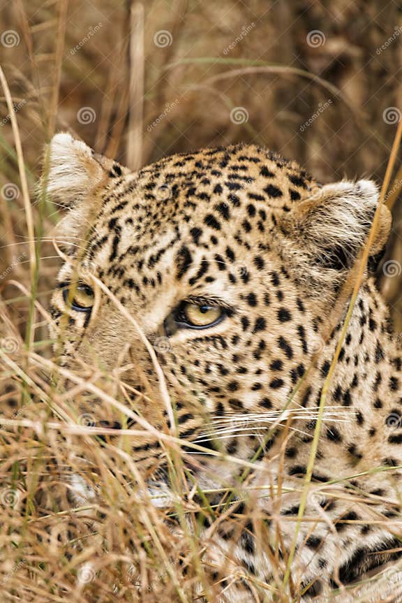 Leopard stockfoto. Bild von gefährdet, pelz, tarnung - 80756996