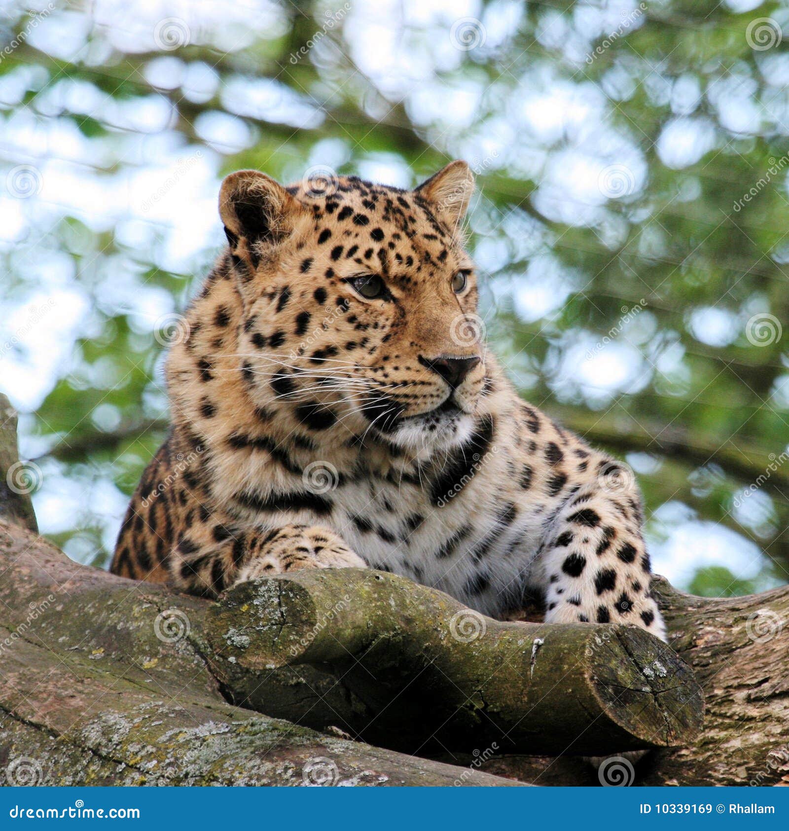 Leopard 9 stock image. Image of tree, leopard, wild, sitting - 10339169