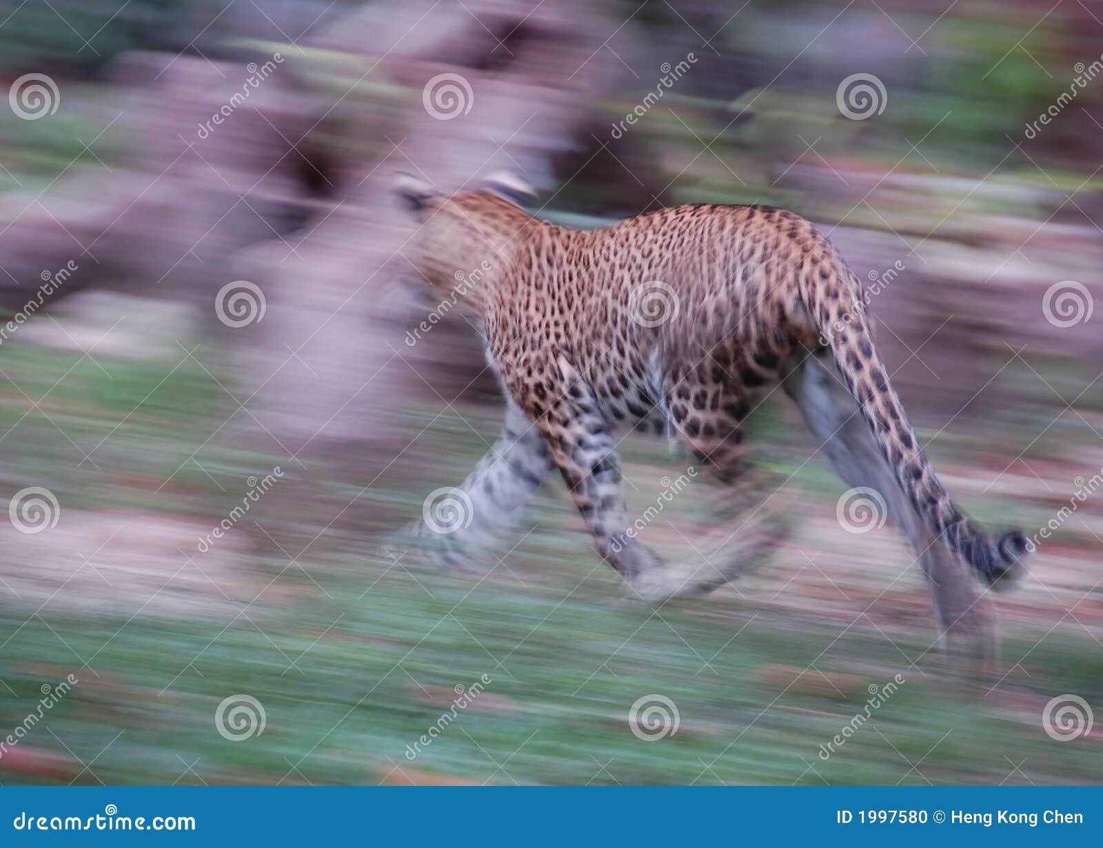 Leopard in action stock photo. Image of hunting, africa - 1997580
