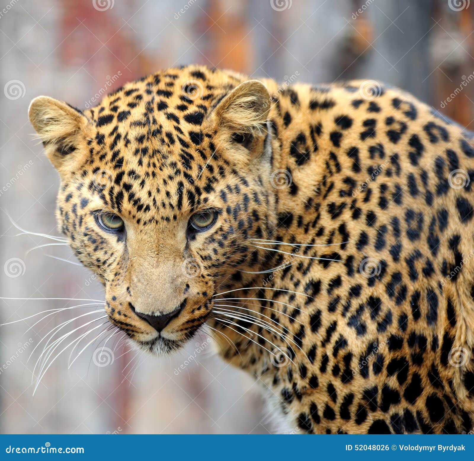Leopard stock photo. Image of face, mammal, attentive - 52048026