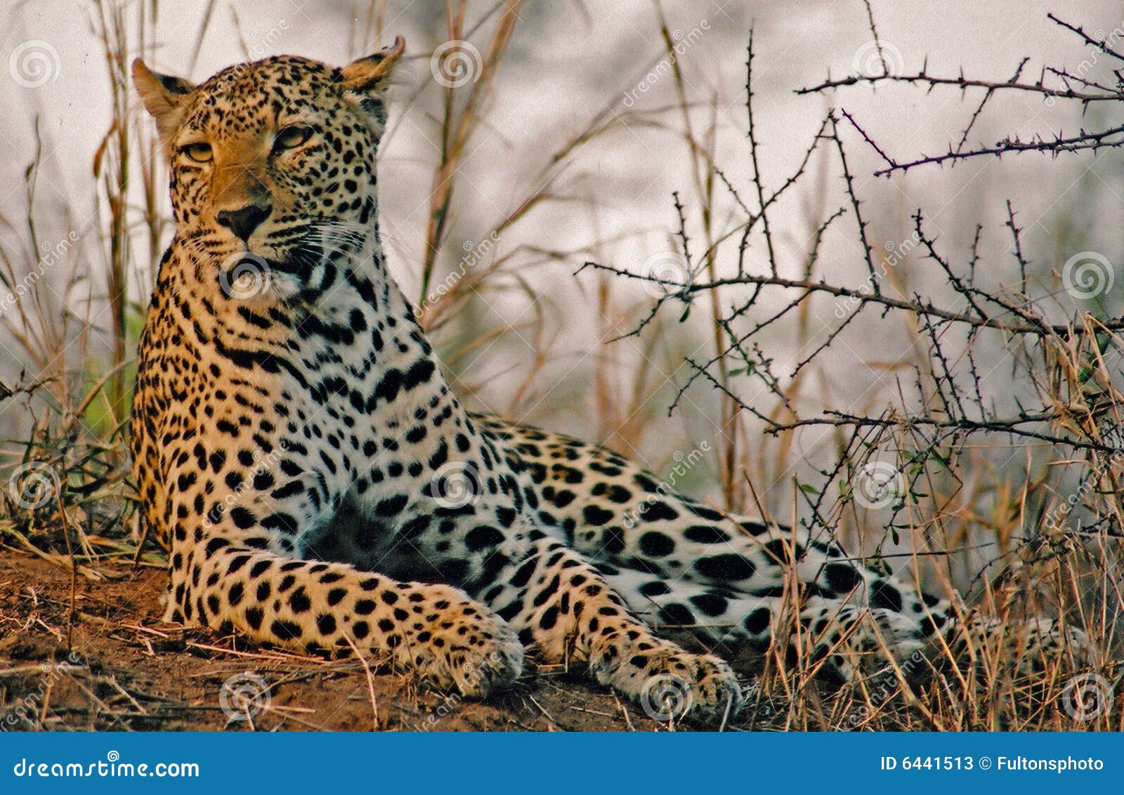 Leopard in Africa Savannah stock image. Image of beautiful - 6441513