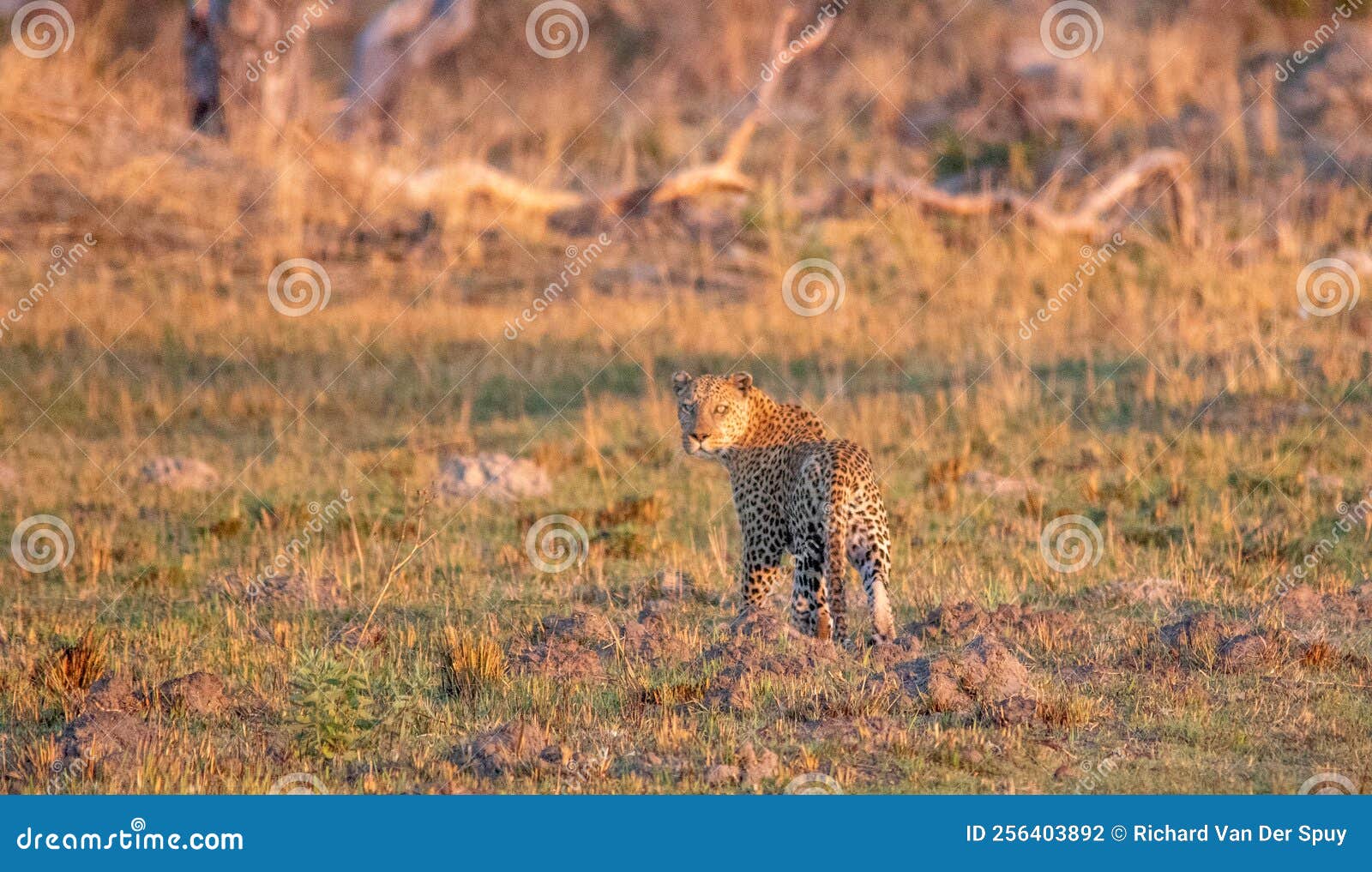 Leopard on an African Plain Stock Photo - Image of nature, break: 256403892