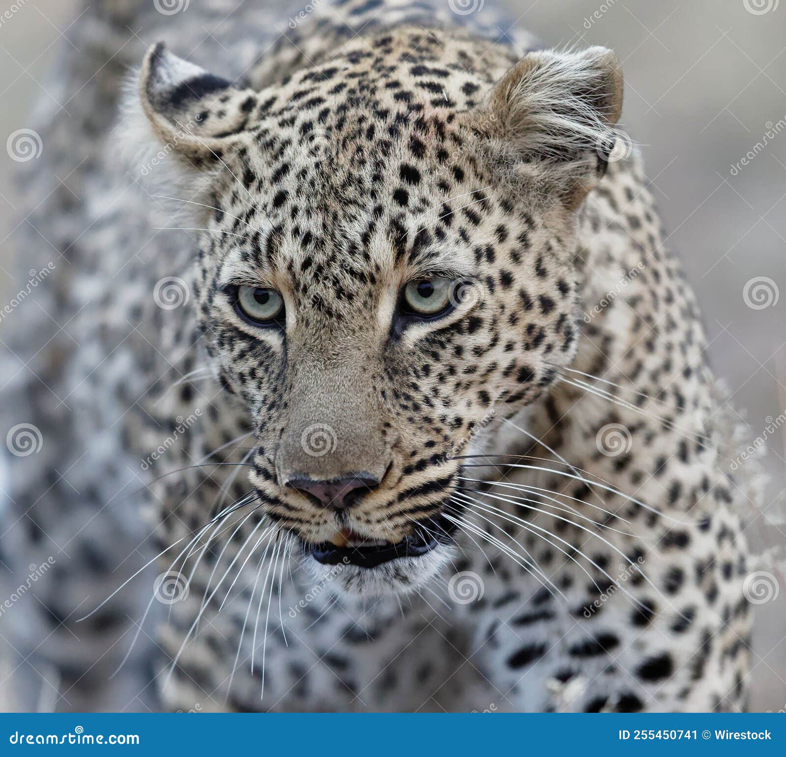 Leopard in the African Savannah Stock Image - Image of carnivore ...