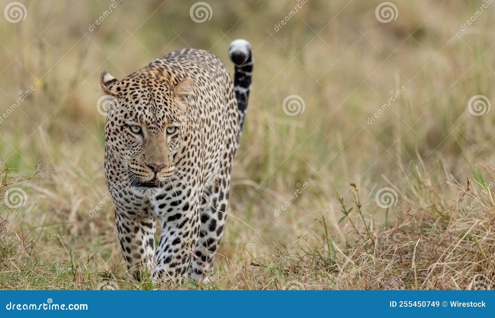 Leopard in the African Savannah Stock Image - Image of leopard, reserve ...
